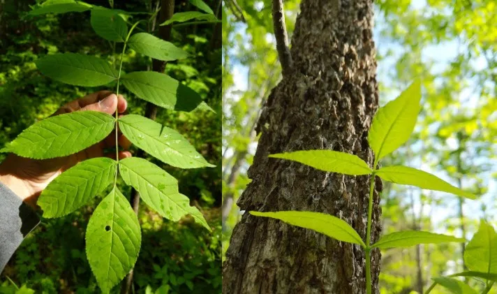 Invasive Species Centre launches new project to protect ash trees ...