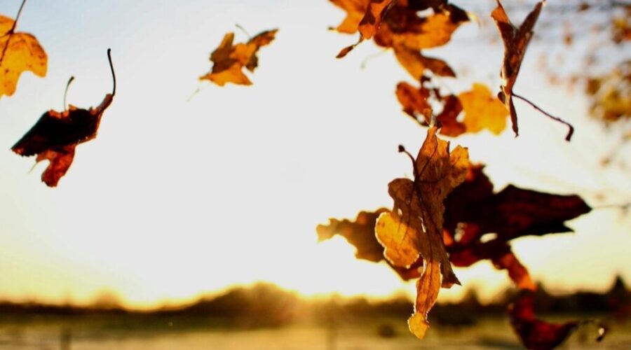 Like the wind blowing leaves: Anishinaabemowin and the art of the ...